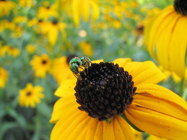 The Importance of Bees – Athena Rayne Anderson