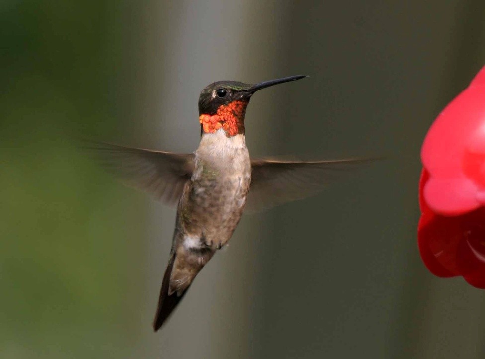 Pollinators in Georgia: Hummingbirds – Athena Rayne Anderson
